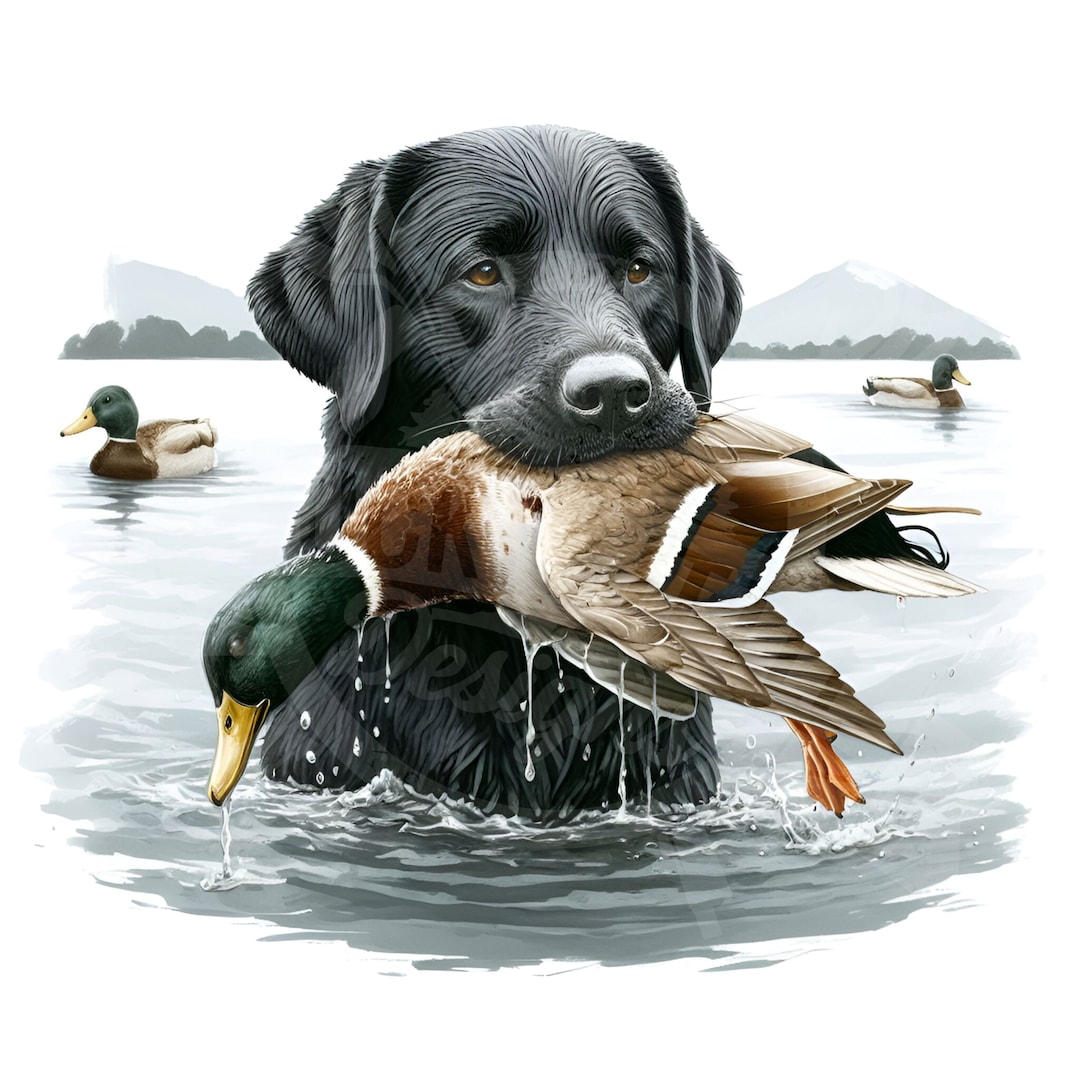 Black Labrador Lake Png | Black Labrador With Duck Transparent ...