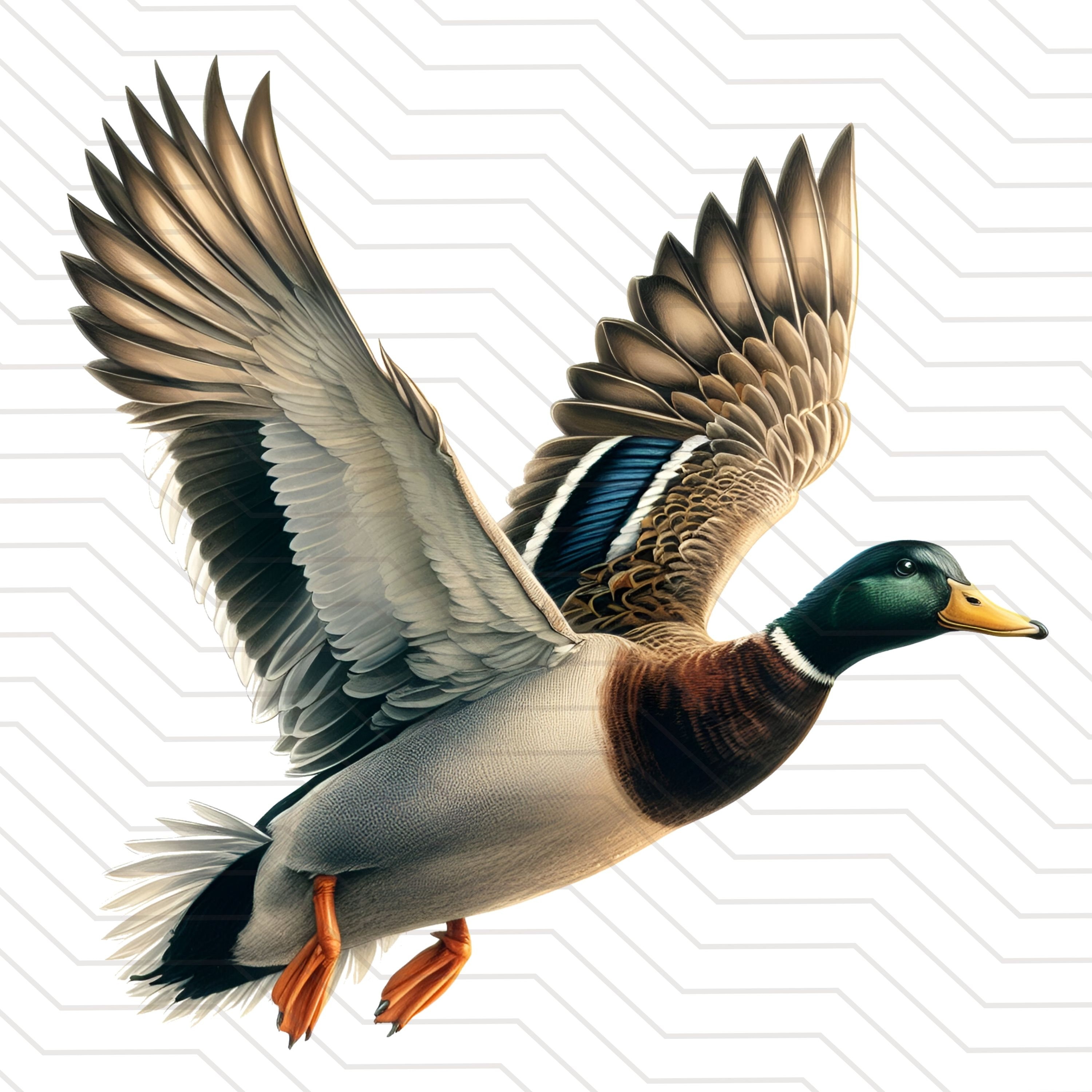 Mallard Duck Flying