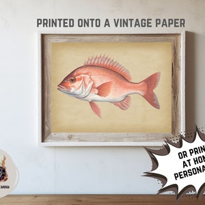 Red Snapper Sublimation Red Snapper Png, Red Fish Png, Red Snapper ...
