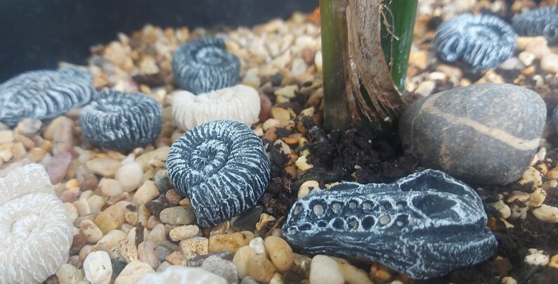 Fossil Pot Toppers/ Garden Border Fossil/ammonite Ornaments - Etsy