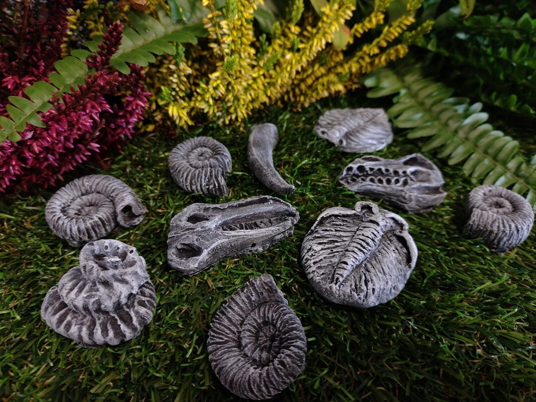 Fossil Pot Toppers/ Garden Border Fossil/ammonite Ornaments, 15 Grey ...