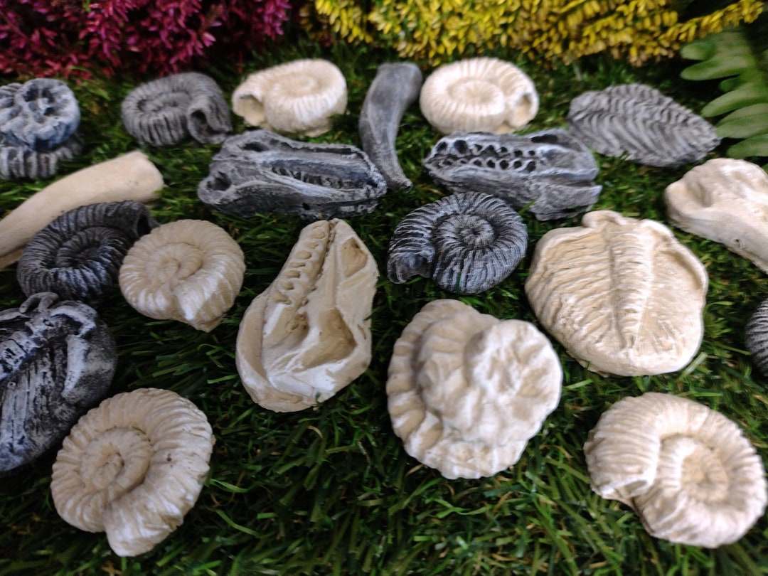 Fossil Pot Toppers/ Garden Border Fossil/ammonite Ornaments - Etsy