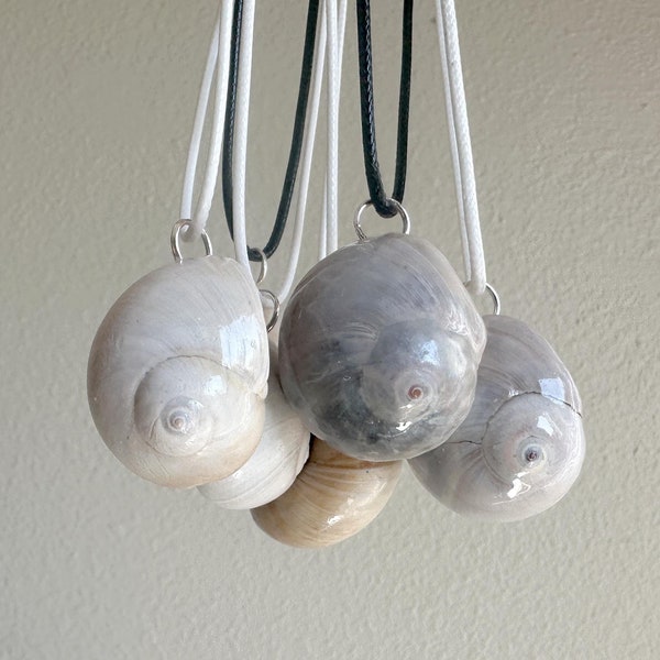 Snail With Real Shell - Etsy