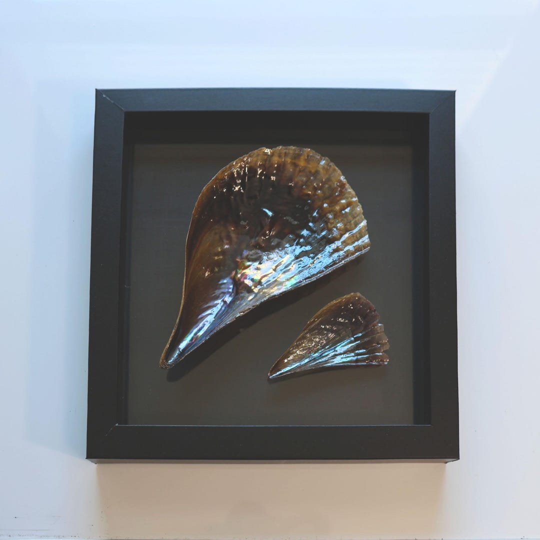 Pen Shell Decor, Framed Natural Sea Pen Shell Wall Art, Pen Shell Art ...