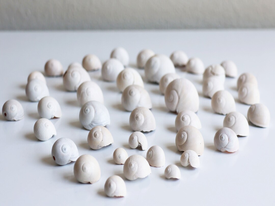 Fossilized Moon Snail Shells shark Eye, 25 Fossil Shells, Antique Moon ...