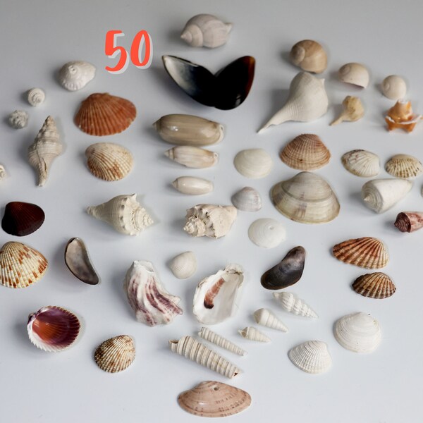 Florida Seashells - Etsy