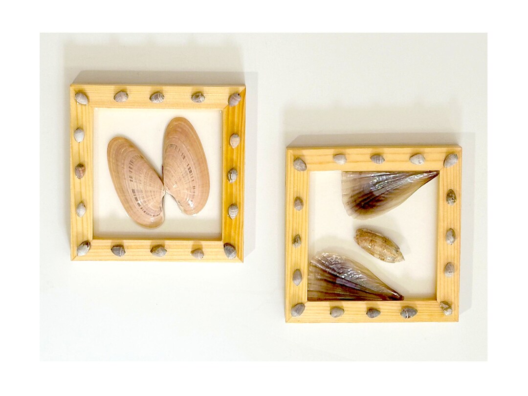 Sunray Venus Shells Art, Lettered Olive Shell Art, Seashells Art ...