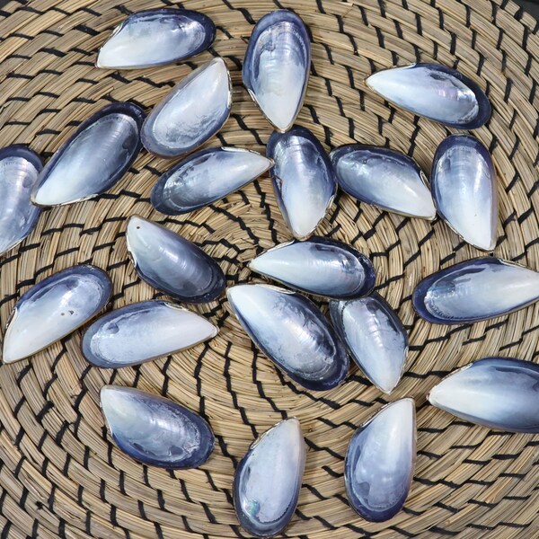 Mussel Shells - Etsy