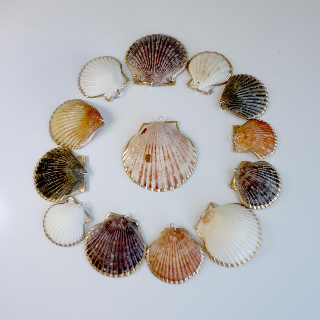 Calico Scallop Shell Pendant, Real Seashell, Clam Shell Pendant ...