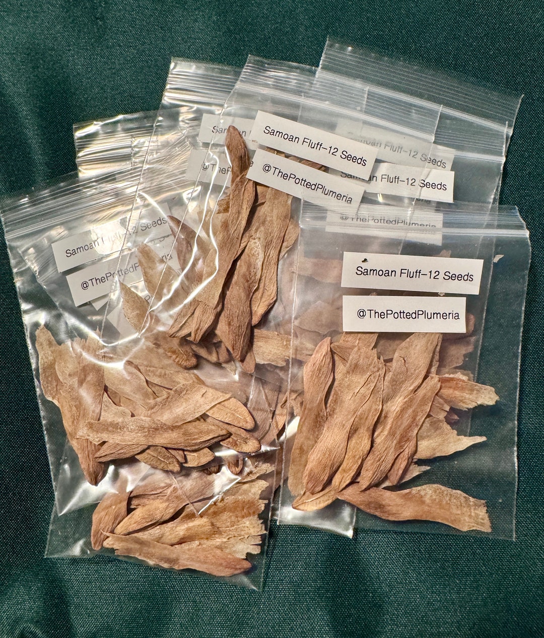 Plumeria SEEDS Samoan Fluff Packet of 12 Plumeria Seeds - Etsy