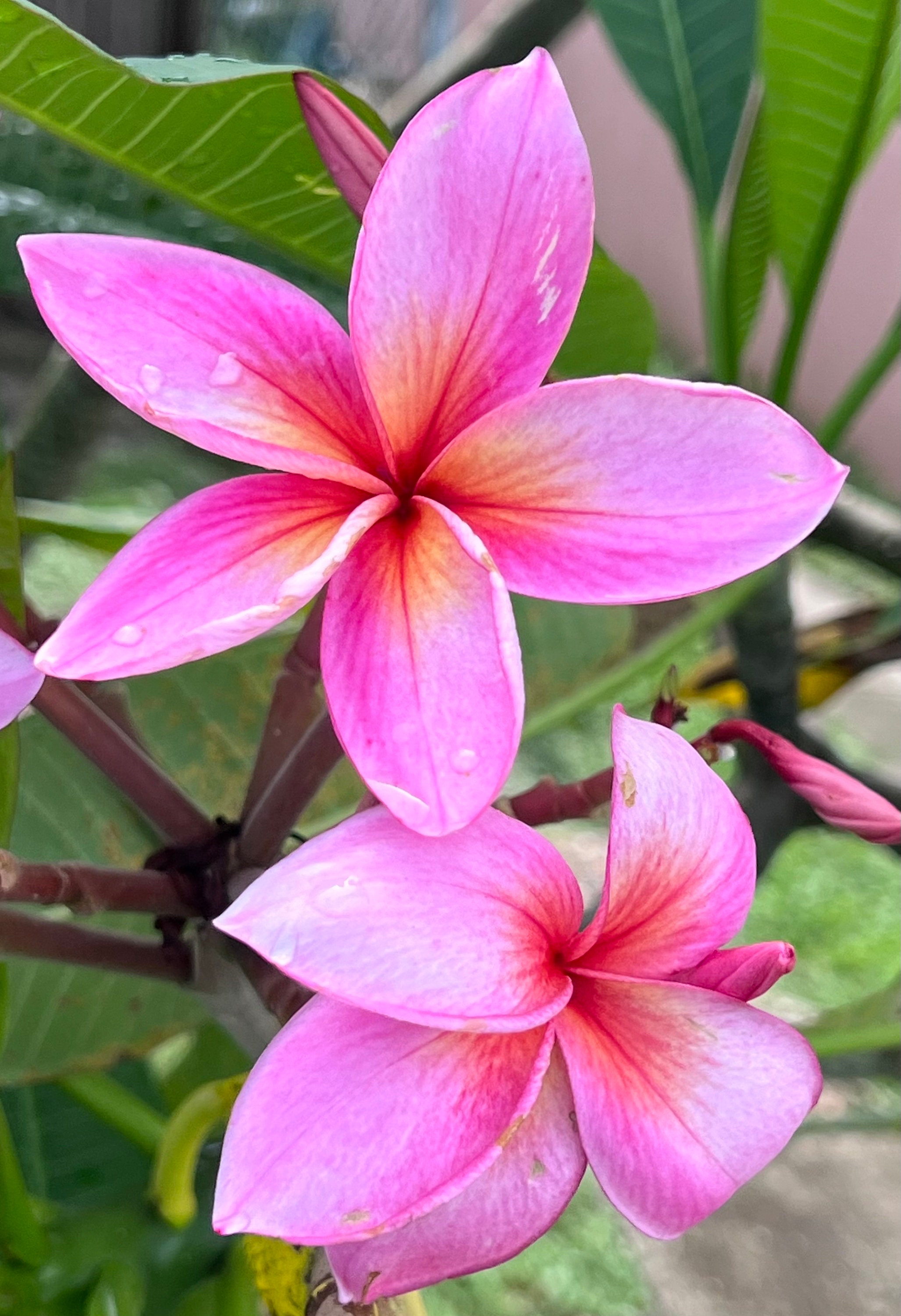 Exotic FLAMINGO Hybrid Plumeria Plant Rooted - Rare & Exclusive From ...