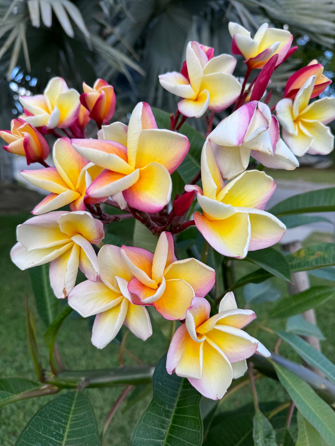 Vera Cruz Rose Plumeria - ROOTED. Rare & Fragrant Tropical Plant ...