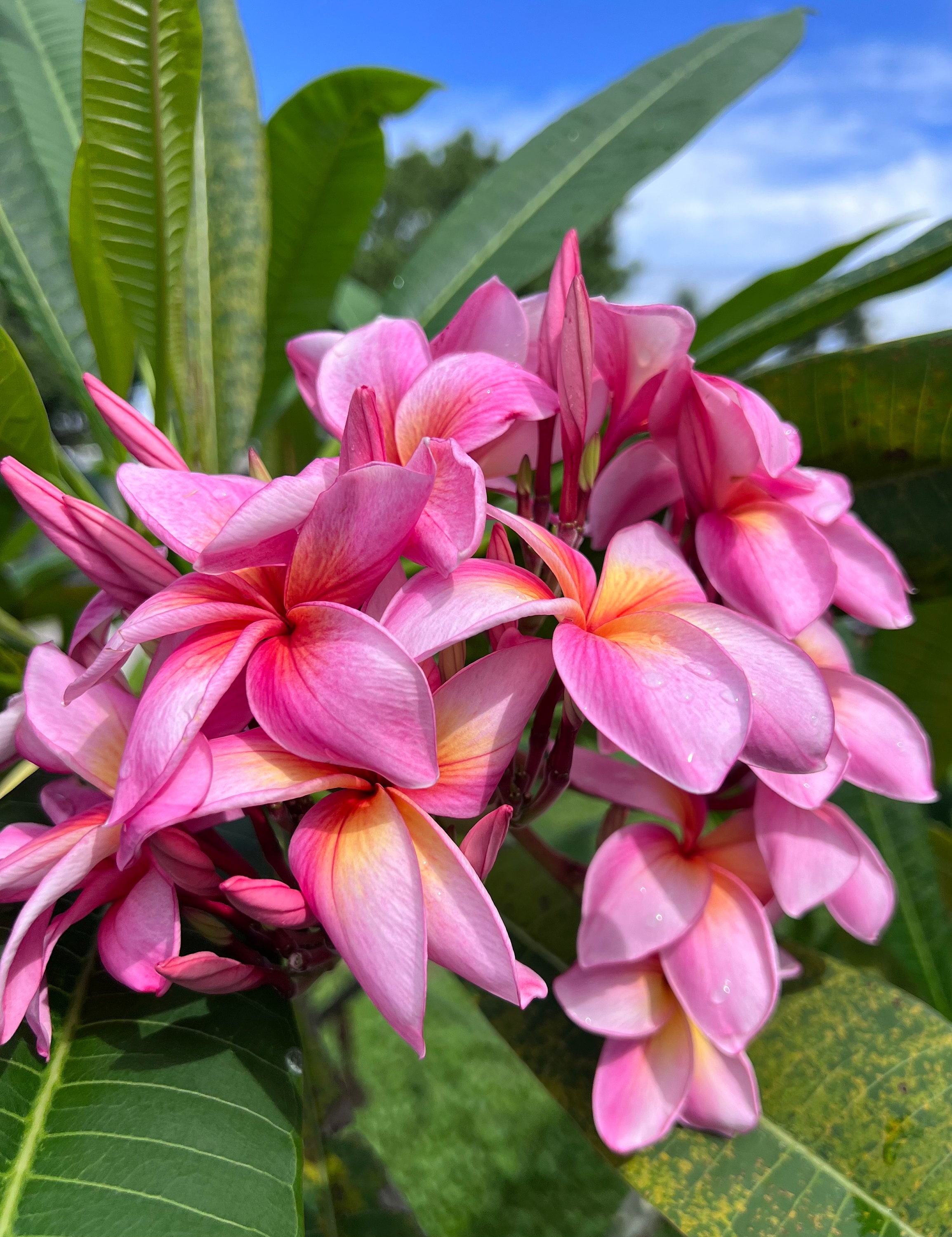 Exotic FLAMINGO Hybrid Plumeria Plant Rooted - Rare & Exclusive From ...