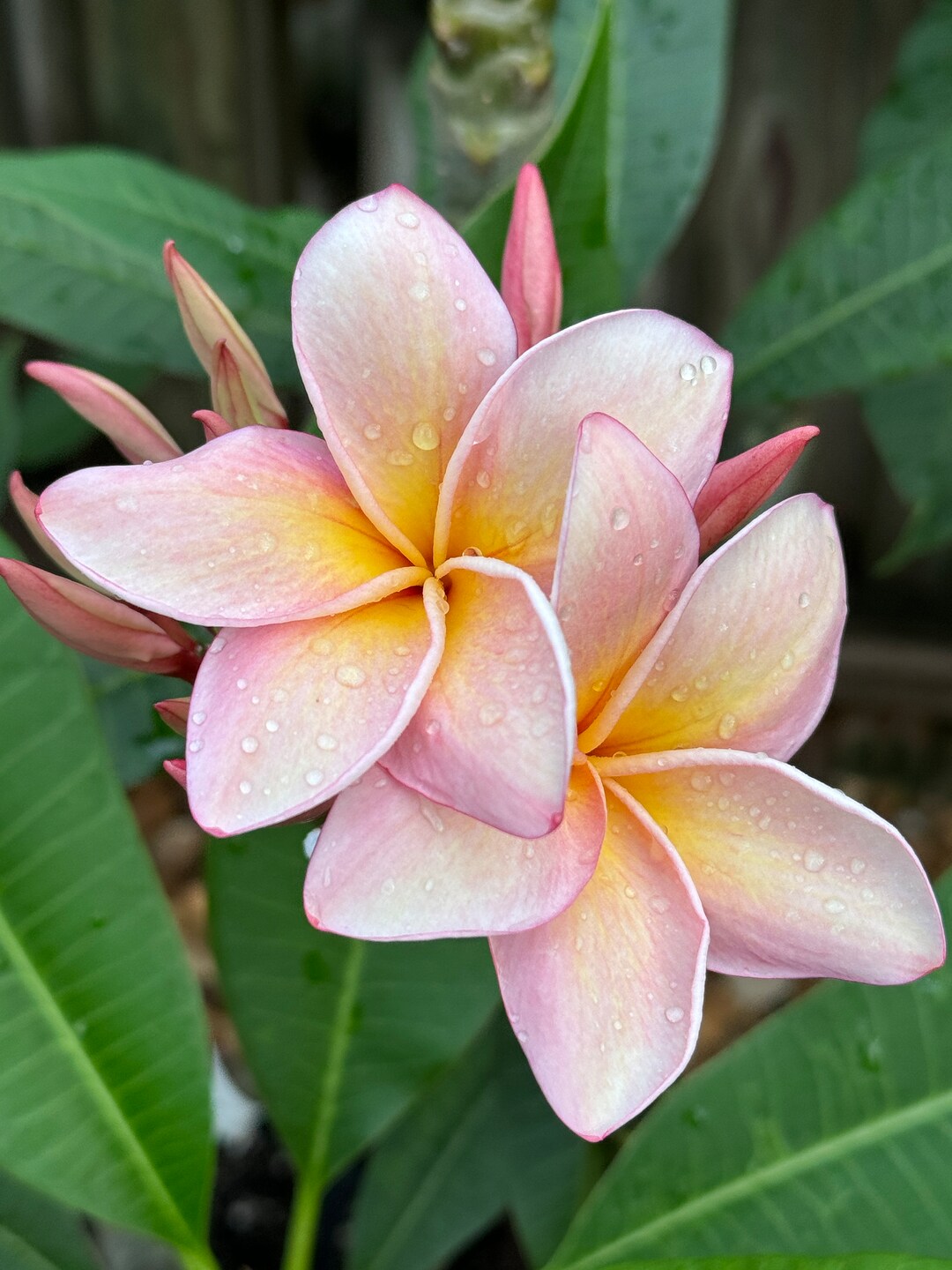 Exotic FLAMINGO Hybrid Plumeria Plant Rooted Rare & Exclusive From the ...