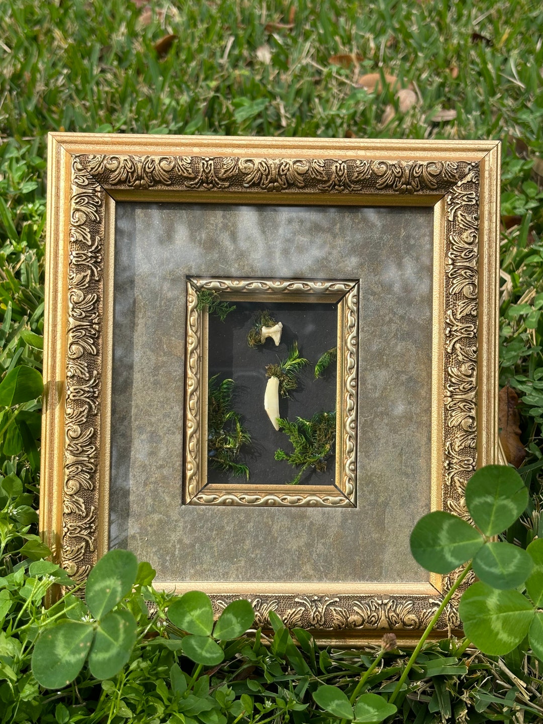 Gold Raccoon Teeth Frames - Etsy