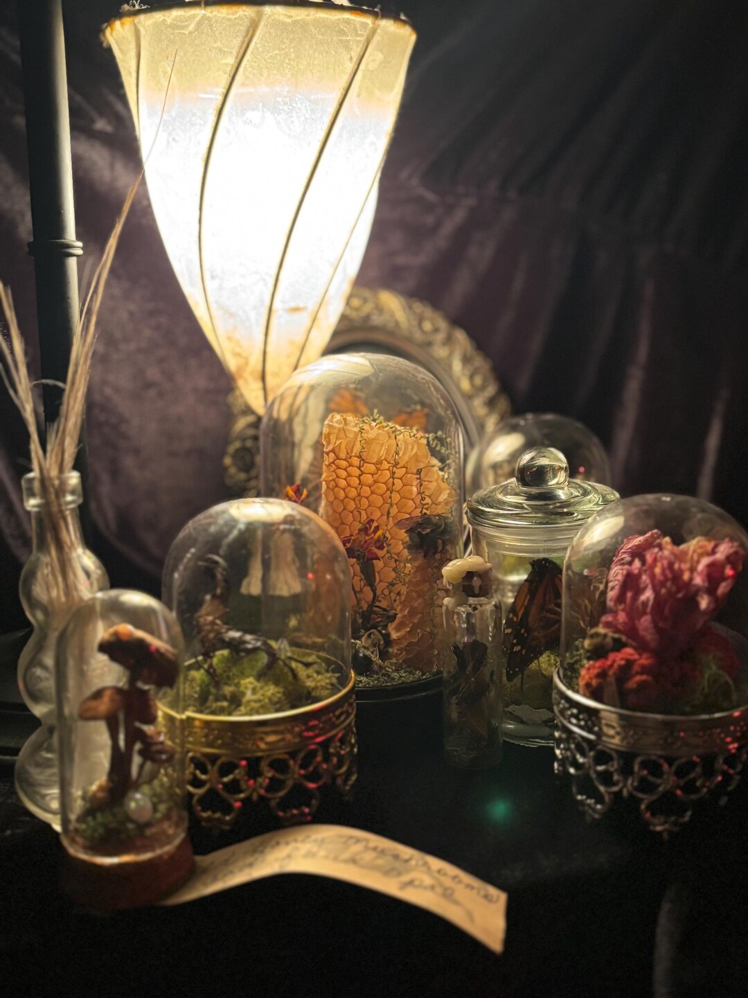 MYSTERY Oddity Box (display Jars/domes) - Etsy