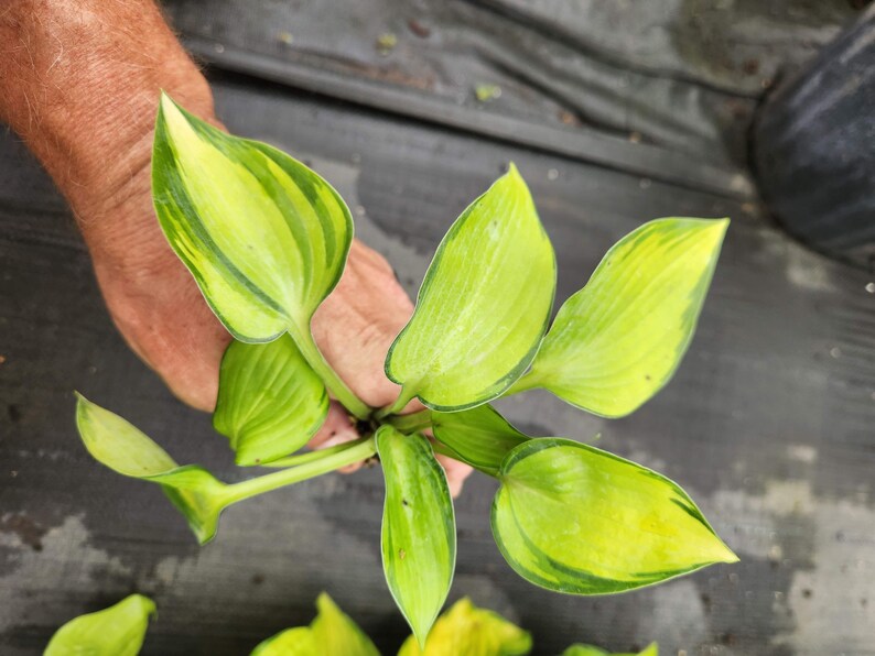 Hosta June LINER Shade Perennial Starter Plant - Etsy