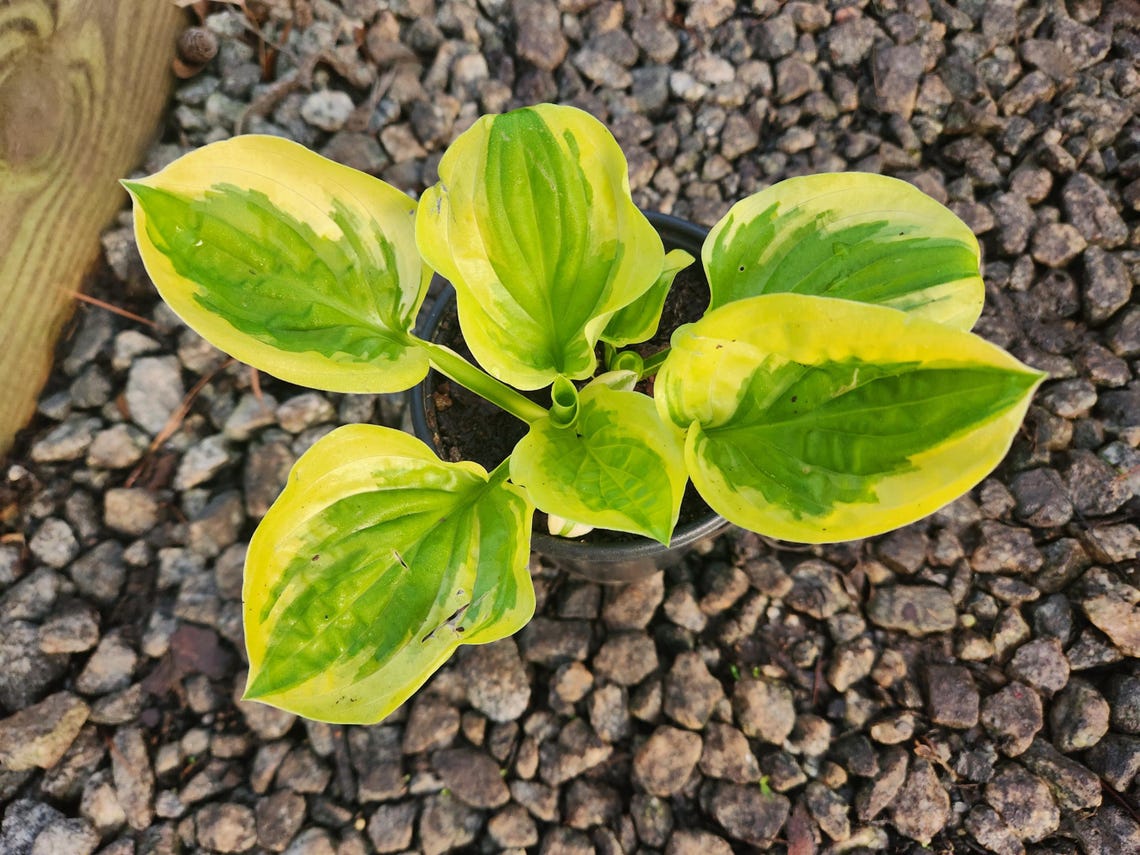 Hosta Fruit Loop Shade Perennial, Quart Corrugated Leaves - Etsy