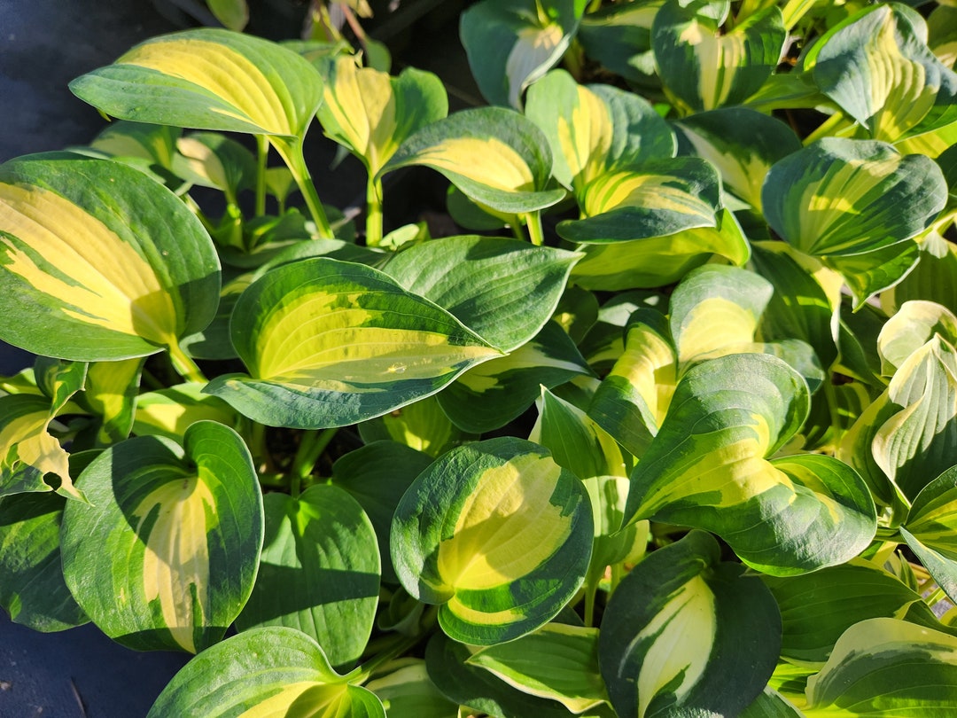 Hosta Dream Queen Shade Perennial Quart Size Rooted - Etsy