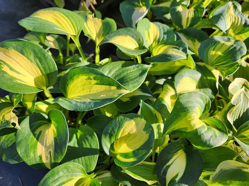 Hosta Dream Queen Shade Perennial Quart Size Rooted - Etsy