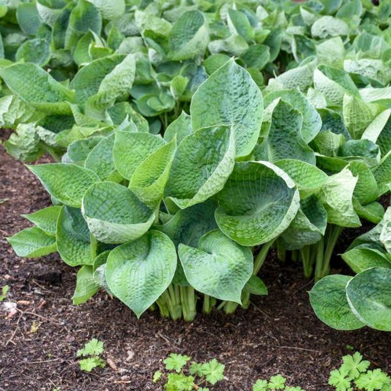 Hosta Abiqua Drinking Gourd LINER Shade Perennial Starter Plant - Etsy