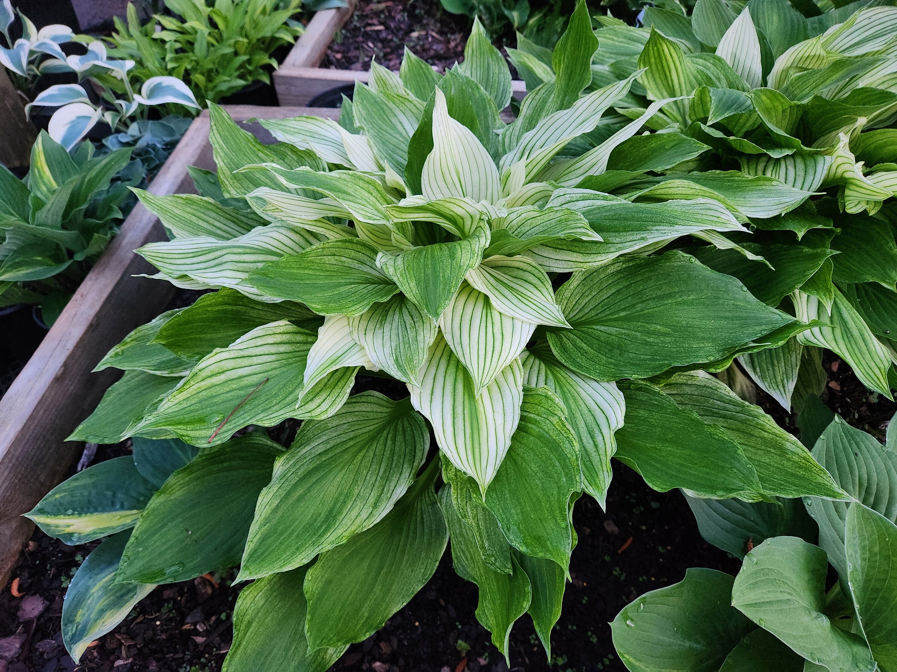 Hosta White Feather Field Grown Plant – Multiple Divisions – White ...