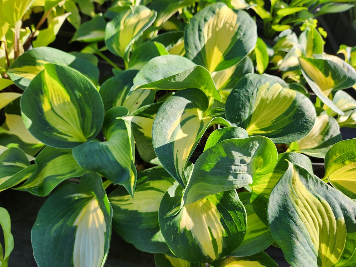 Hosta Dream Queen Shade Perennial Quart Size Rooted - Etsy