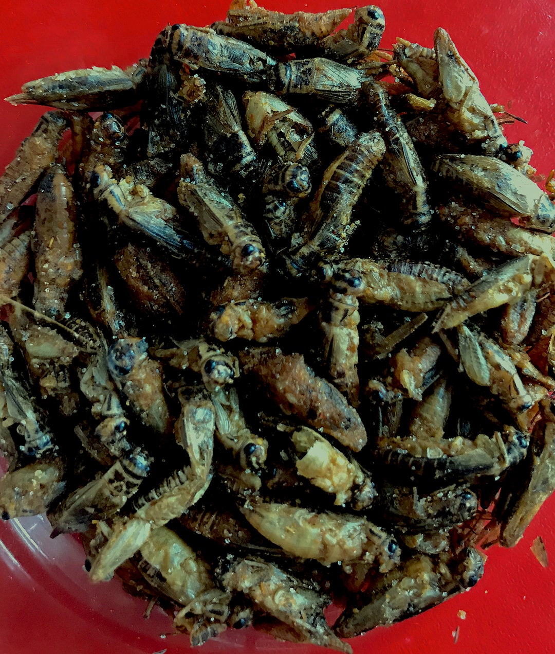 Insect Snacks - Etsy
