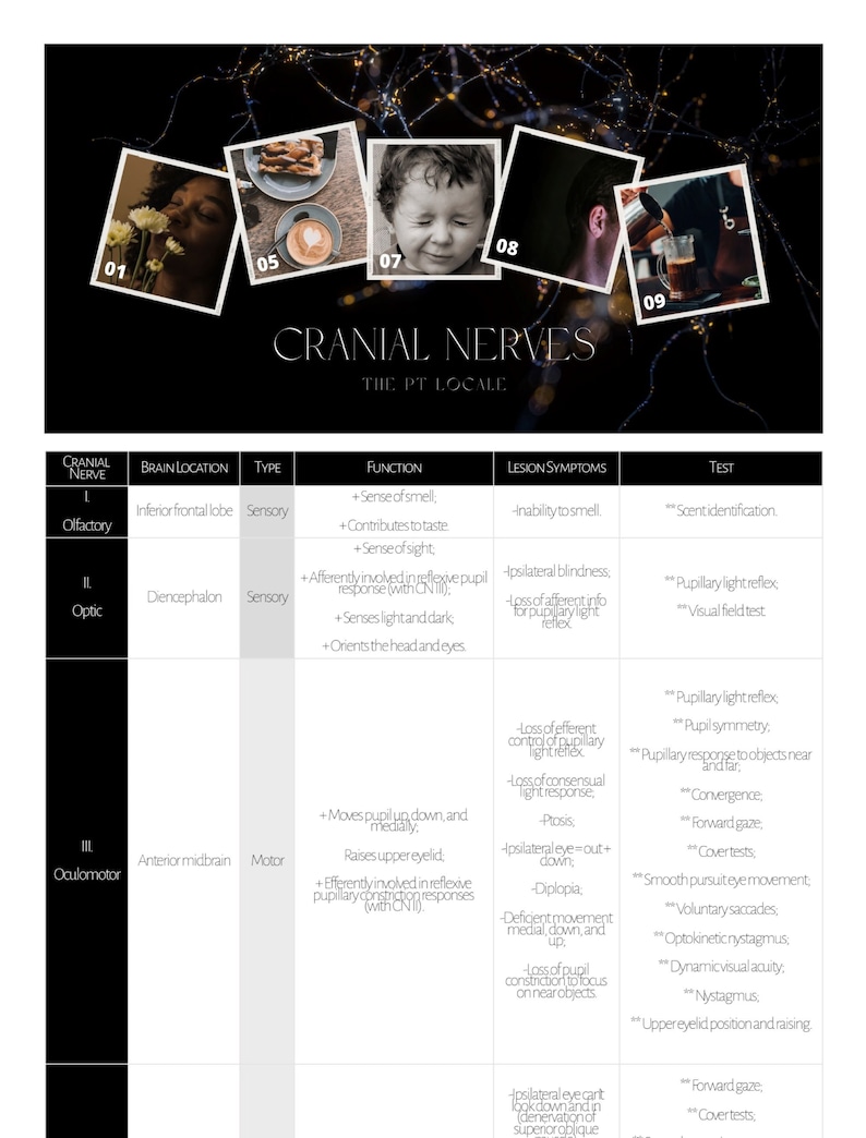 The Cranial Nerves - the PT Locale - Etsy