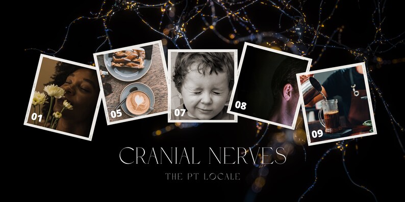 The Cranial Nerves - the PT Locale - Etsy
