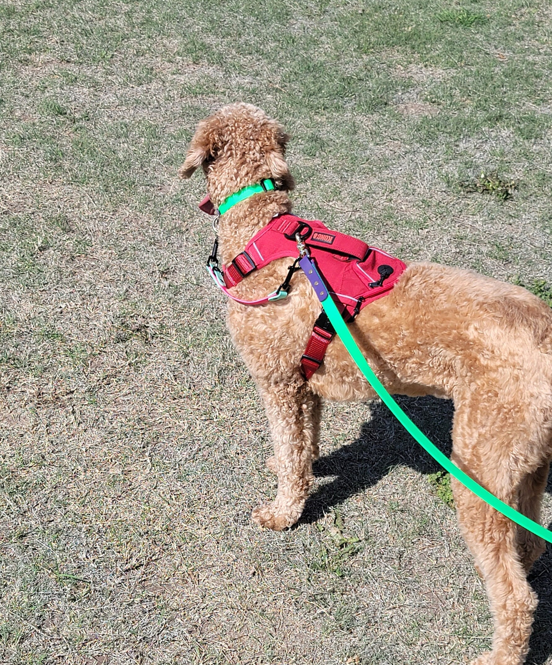 3/4" Biothane Dog Harness to Collar Safety Strap, Backup Connector ...