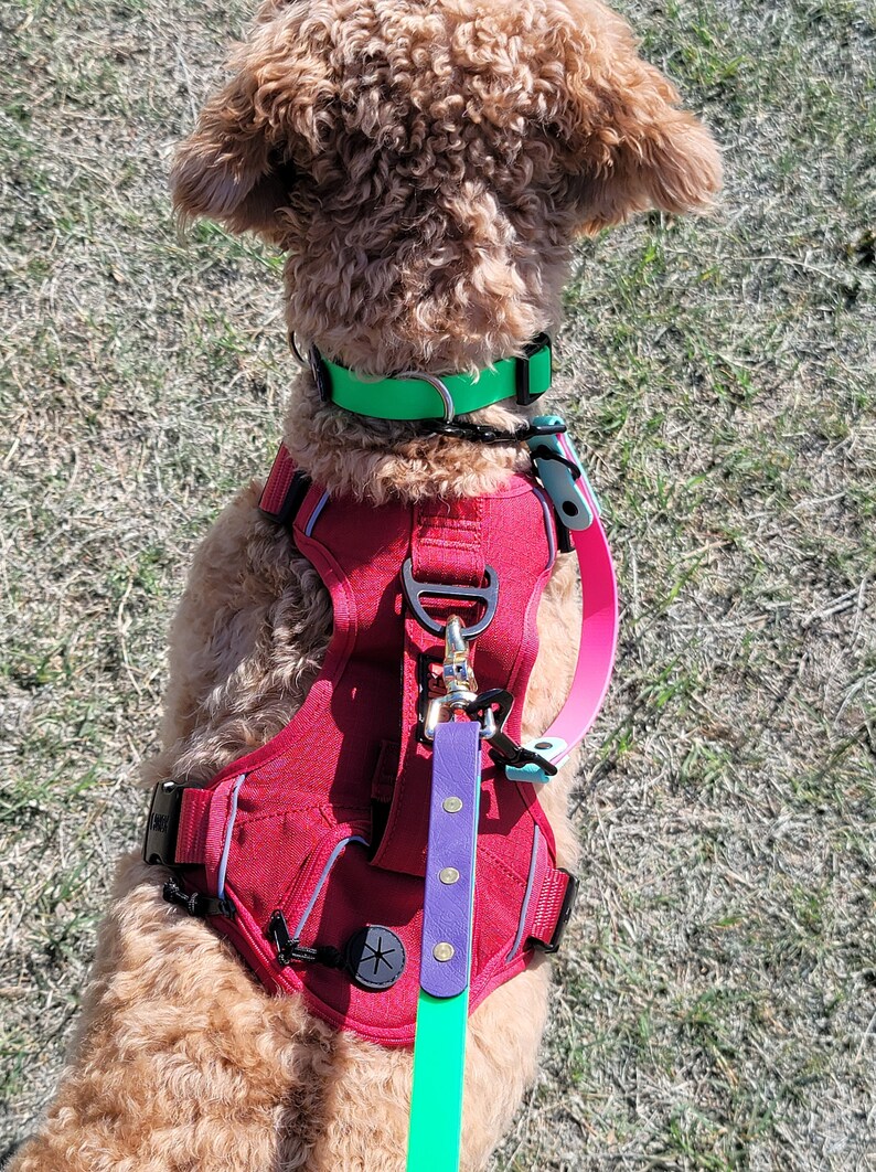 3/4" Biothane Dog Harness to Collar Safety Strap, Backup Connector ...