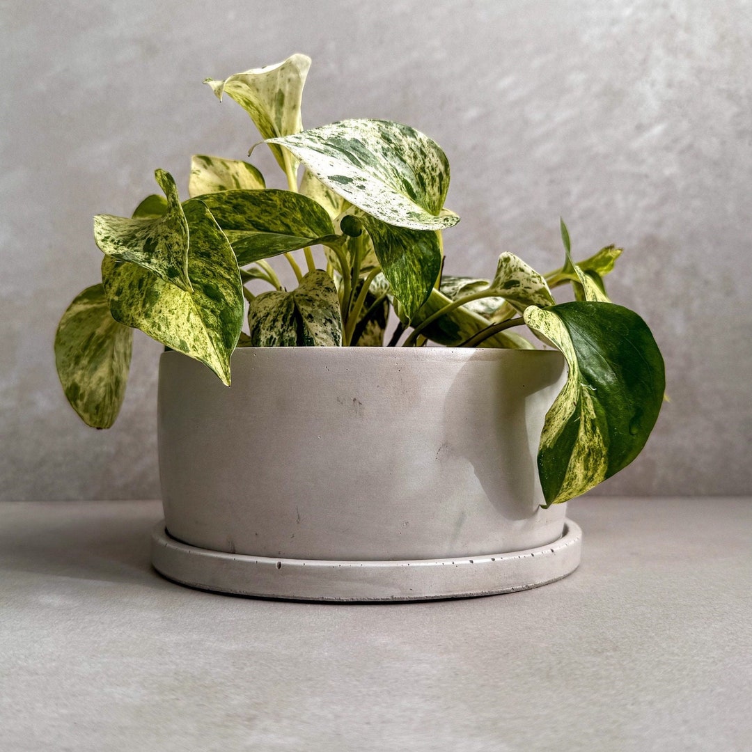 Concrete Planter With Saucer, Modern Plant Pot, Round Low Planter ...