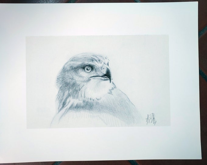 Red Tailed Hawk Artist's Proof - Archival Print of Original Graphite ...