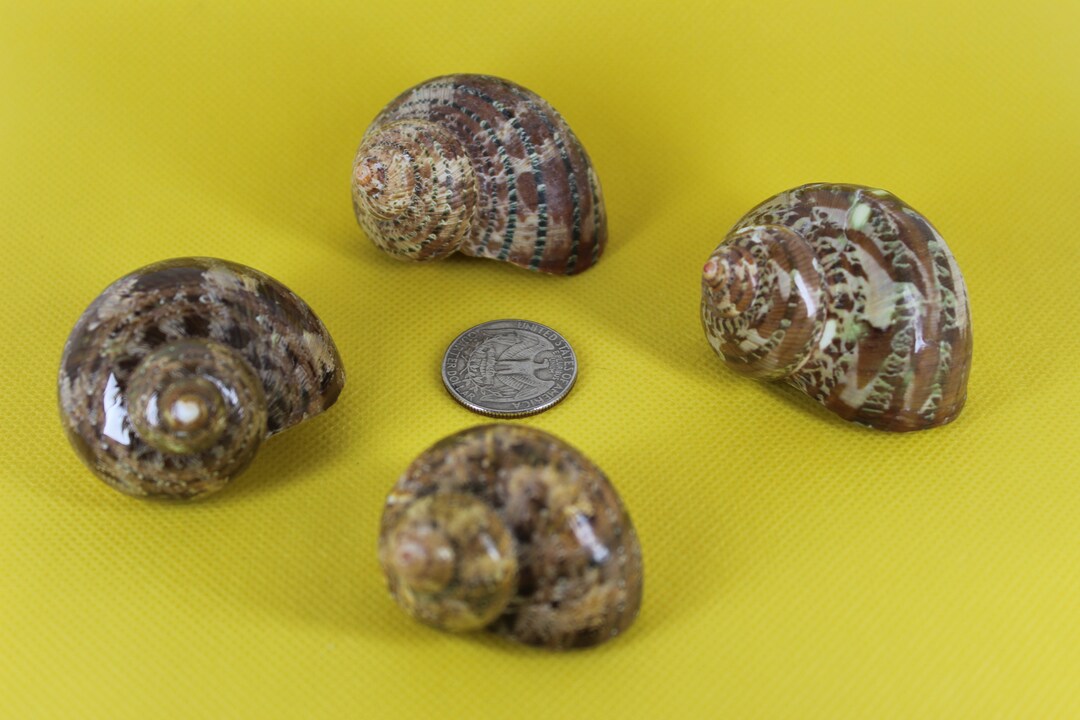 TURBO Shells Petholatus Turbo Shells 7/8in, 1 In, 1-1/16in, 1-1/8in ...