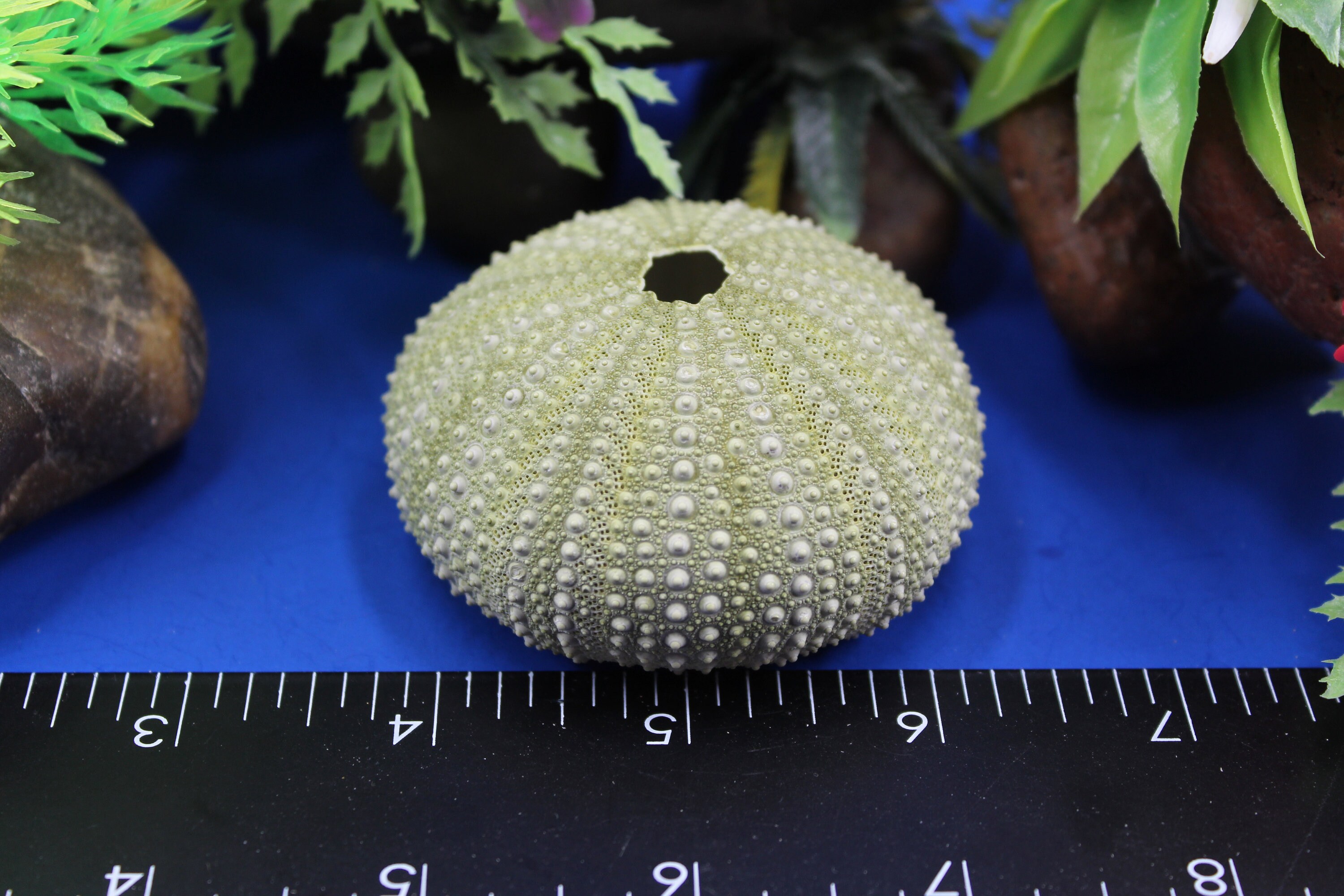 Sea Urchin Green Mexican Sea Urchin Approximately 2-3/4 Inch - Etsy