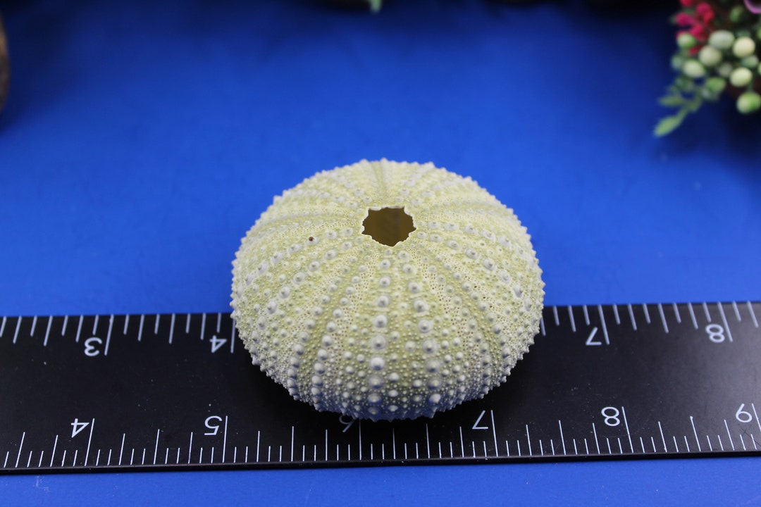 Sea Urchin Green Mexican Sea Urchin Approximately 2-1/2 Inch (L5) - Etsy