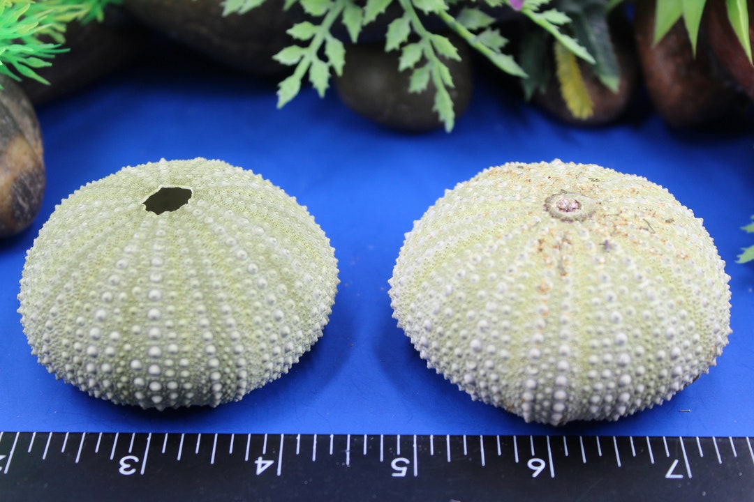 Sea Urchin Green Mexican Sea Urchin Approximately 2-3/4 Inch - Etsy