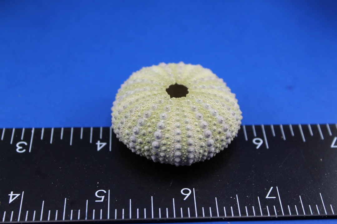 Sea Urchin Green Mexican Sea Urchin Approximately 1-3/4 Inch - Etsy