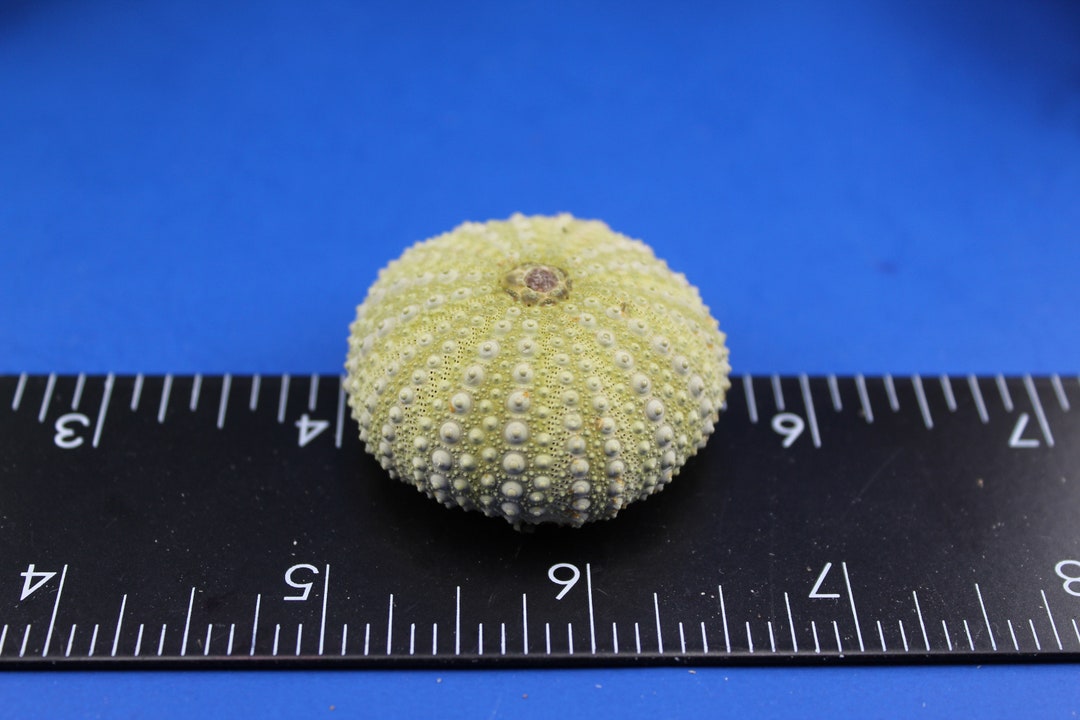Sea Urchin Green Mexican Sea Urchin Approximately 1-1/2 Inch (L3) - Etsy