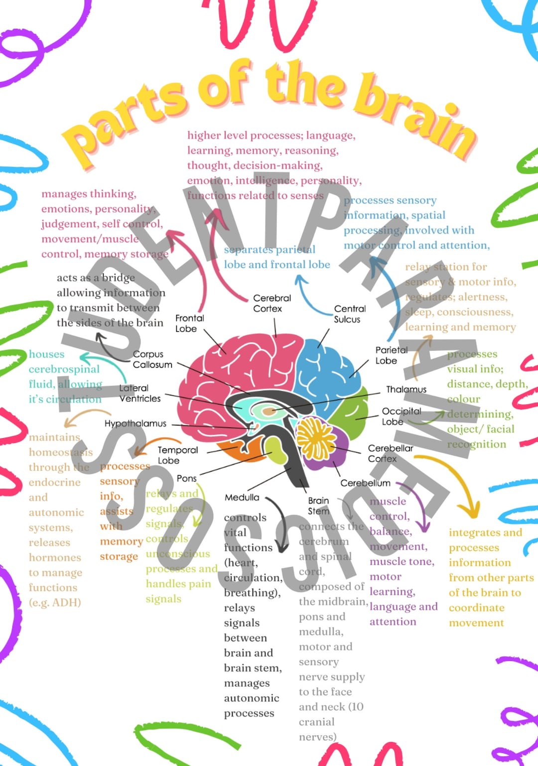 Anatomy and Functions of the Brain - Student Paramedic/biology Revision ...