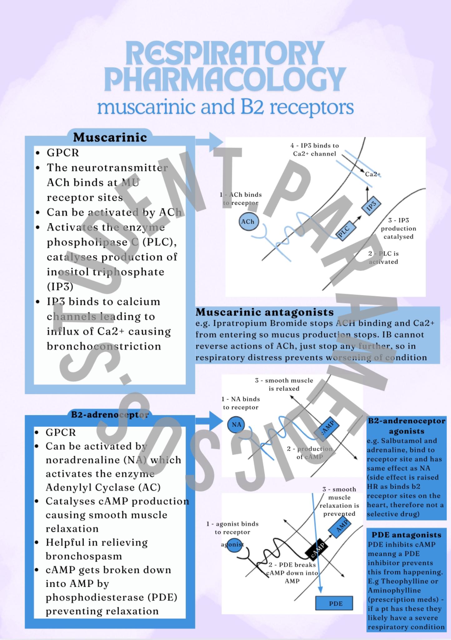 Respiratory Pharmacology - Student Paramedic Revision Worksheet - Etsy