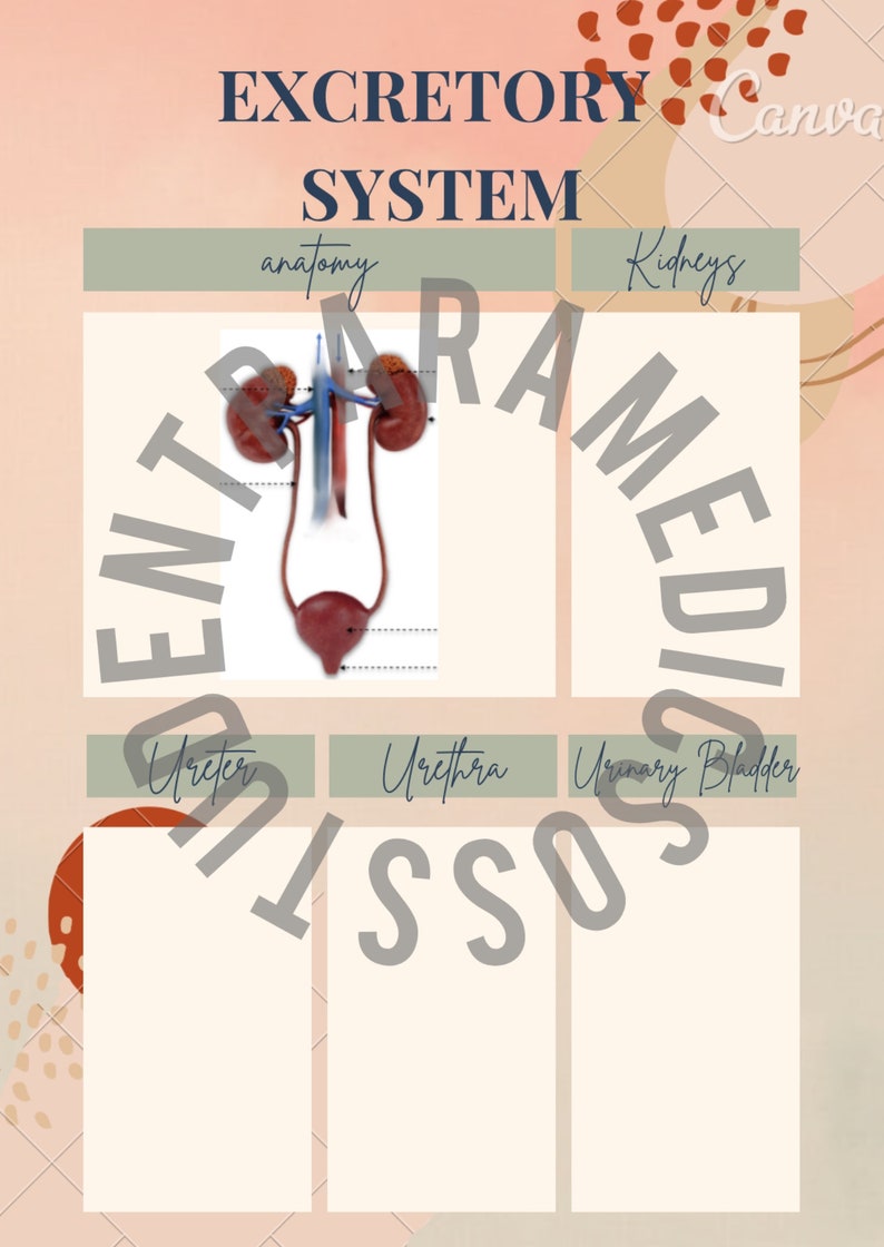 Body Systems (anatomy and Physiology) - Student Paramedic Revision ...