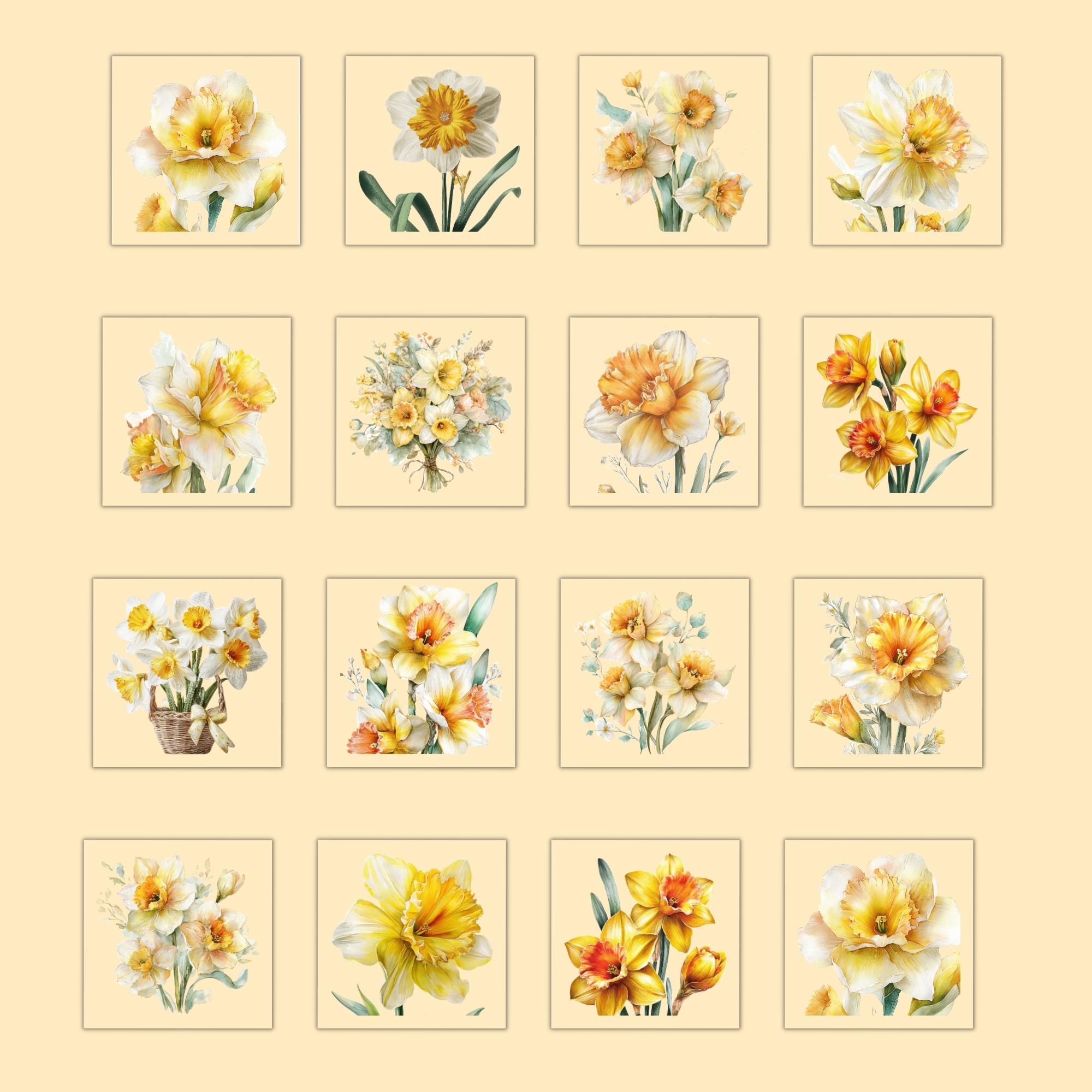 Spring Daffodil Clipart Watercolor Floral PNG 57 Images Commercial Use ...