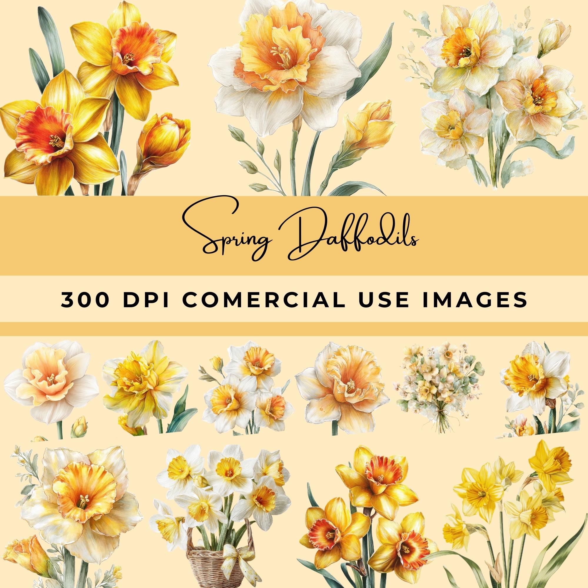 Spring Daffodil Clipart Watercolor Floral PNG 57 Images Commercial Use ...