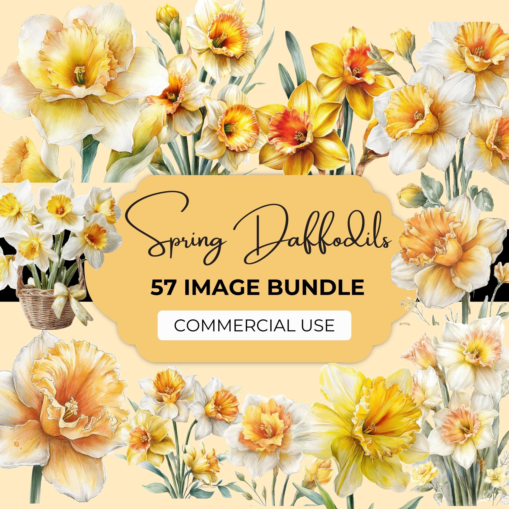 Spring Daffodil Clipart Watercolor Floral PNG 57 Images Commercial Use ...