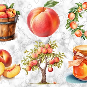 Watercolor Peaches Clipart. Fruit Clipart. PNG Format. Transparent ...