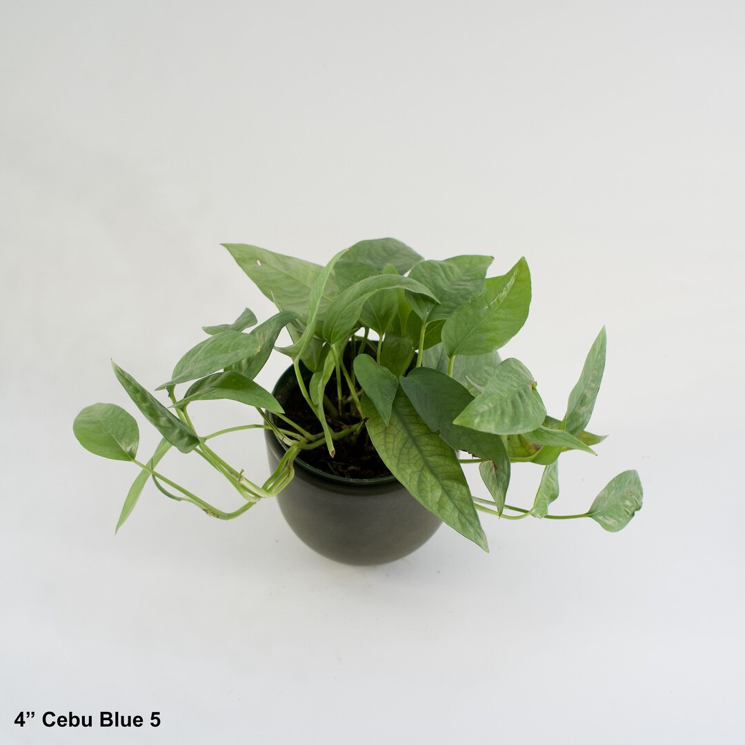 4 Pothos Cebu Blue - Etsy