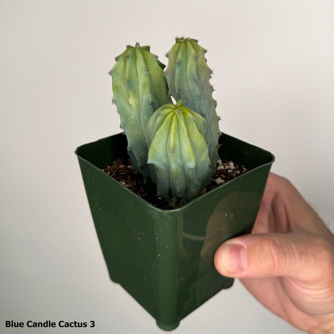 2 Blue Candle Cactus Myrtillocactus Geometrizans - Etsy