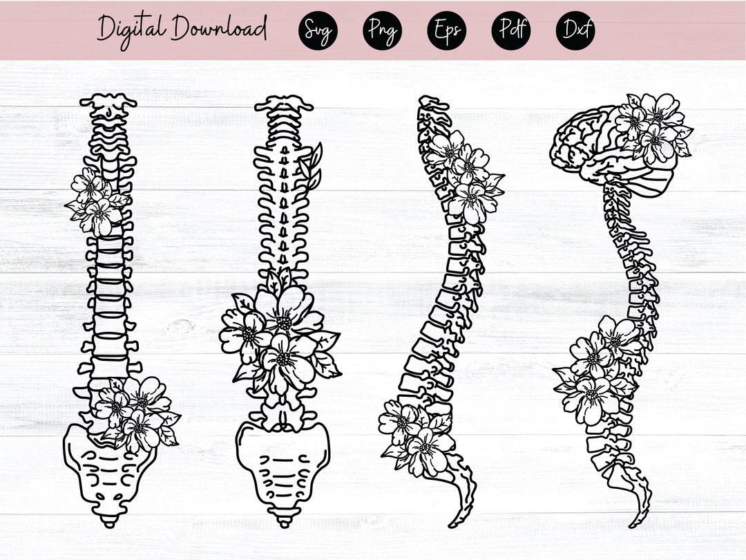 Floral Spine Anatomy SVG, Spine Svg, Human Spine Svg, Spinal Cord Svg, Flower Bones Svg, Anatomy ...